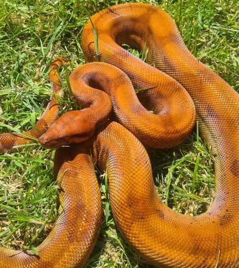 Hypo Blood Hog Island Influence Boa Constrictor by CSJ Boa's