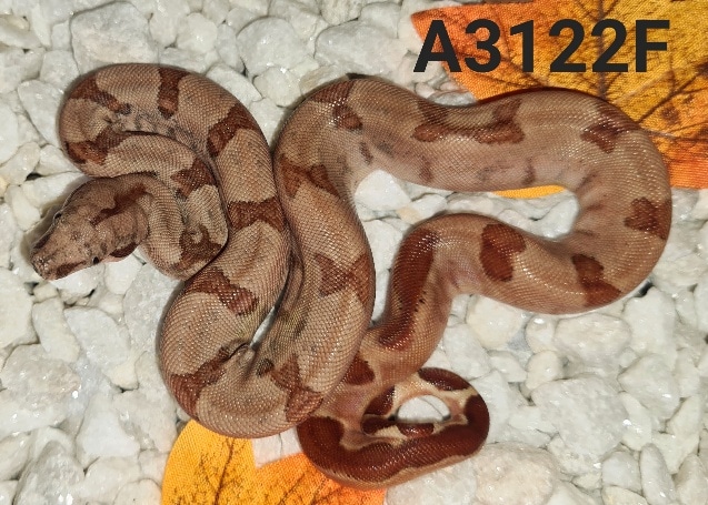 Hypo (Poss Super), Jungle 66% Het Blood Boa Constrictor by CSJ Boa's ...