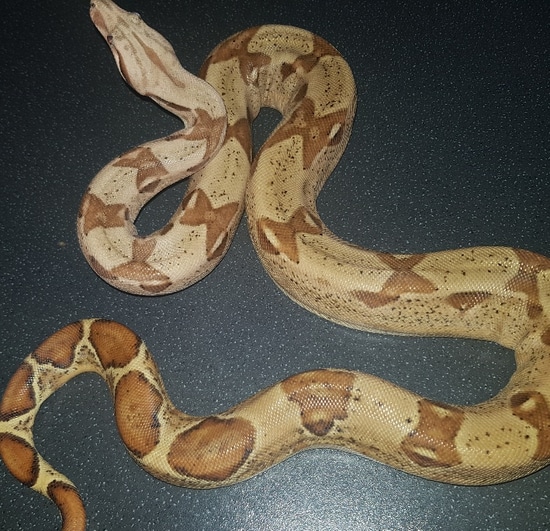 Paraglow Het Anery Boa Constrictor by CSJ Boa's