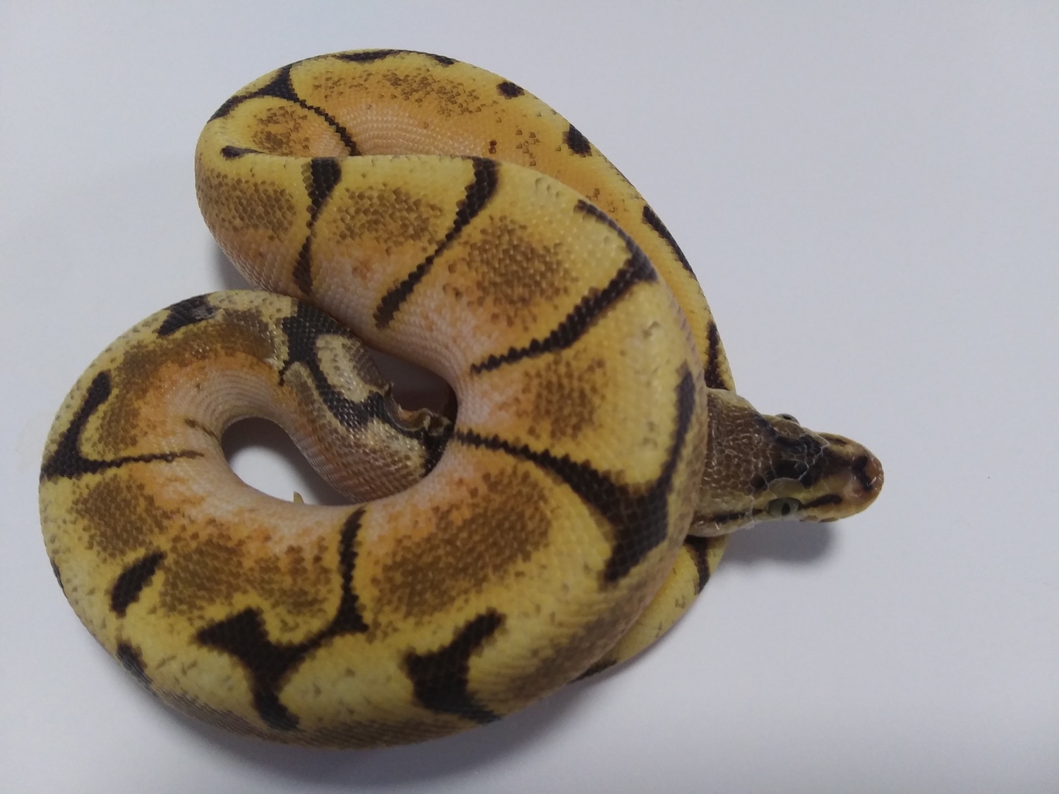 Orange Dream Stinger Ball Python by Mythical Exotics - MorphMarket