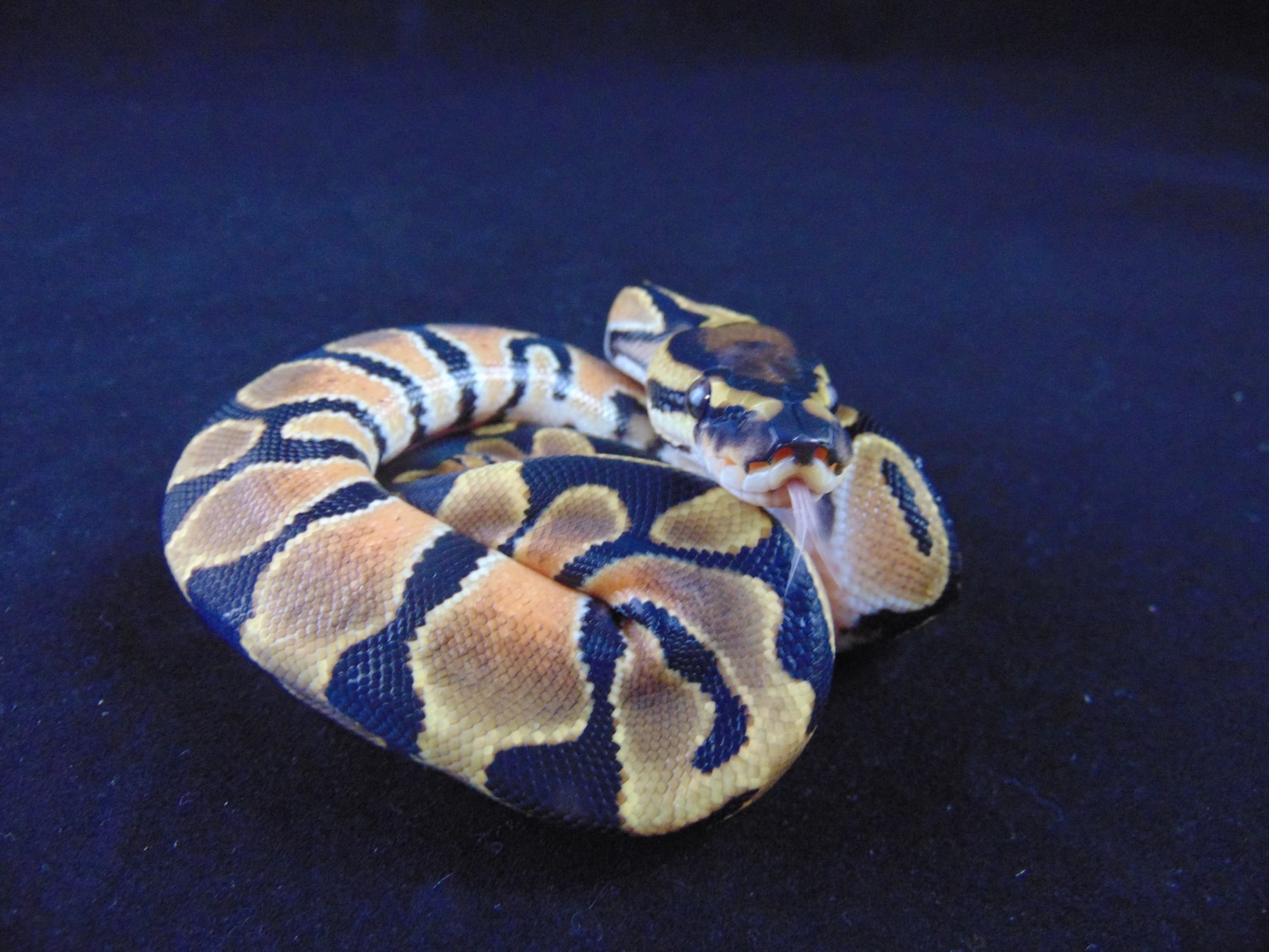 Orange Dream Ball Python by Mythical Exotics - MorphMarket