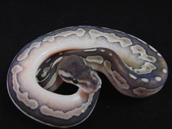 Lesser Cinnamon Poss Sable Ball Python by Mythical Exotics