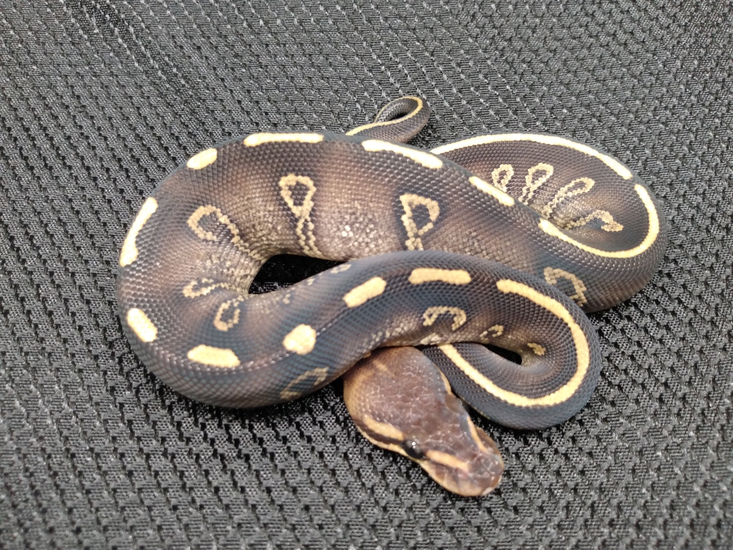 Chocolate Mojave Sable Trick Ball Python by Mythical Exotics - MorphMarket