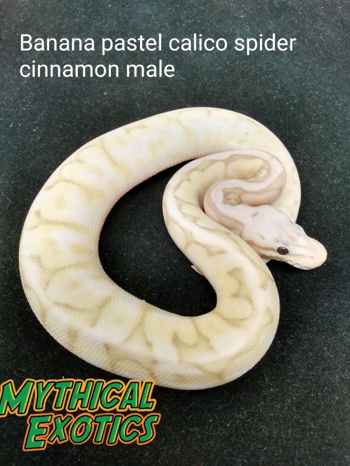 Banana Cinnamon Spider Pastel Calico Ball Python by Mythical Exotics ...