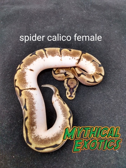 Calico Spider Ball Python by Mythical Exotics