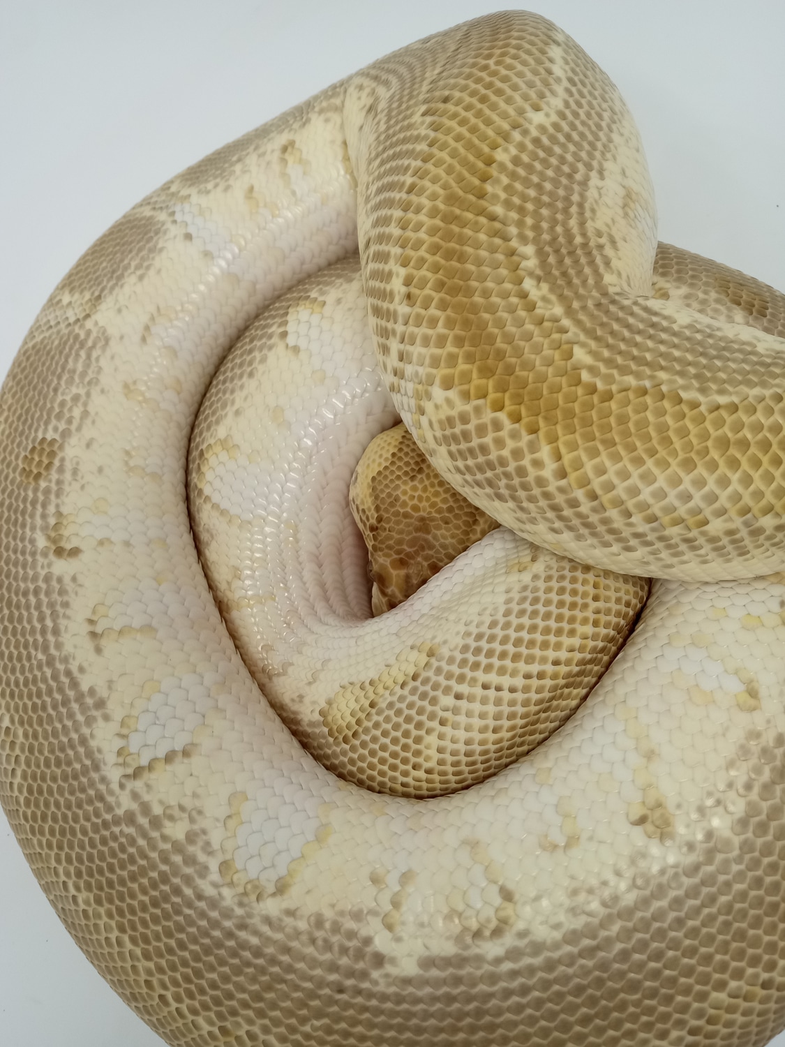 Lesser Clown Ball Python by Mythical Exotics - MorphMarket