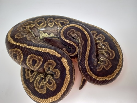 Onyx Ball Python by Mythical Exotics