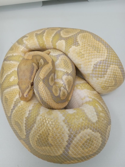 Caramel Glow Male Ball Python by Mythical Exotics