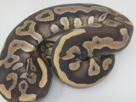 Leopard Red Gene Ball Python by Mythical Exotics