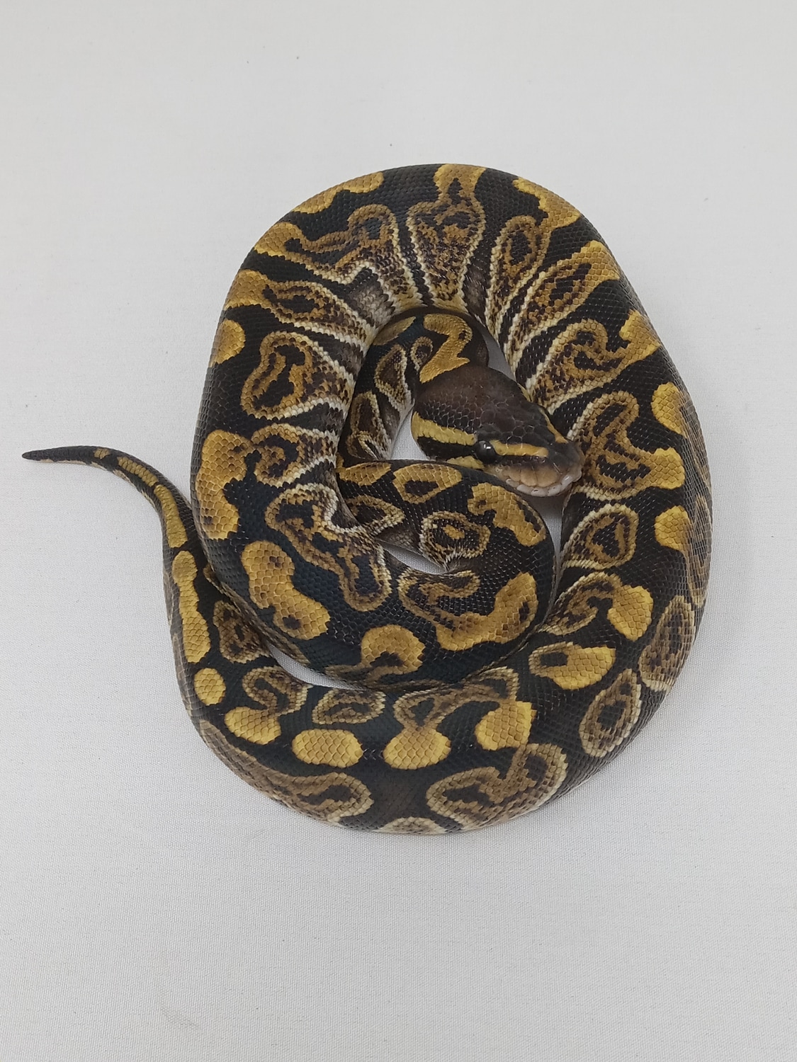 Ghi Het Clown Ball Python by Mythical Exotics - MorphMarket