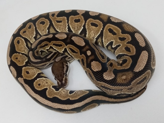 Cinnamon Jungle Woma Ball Python by Mythical Exotics