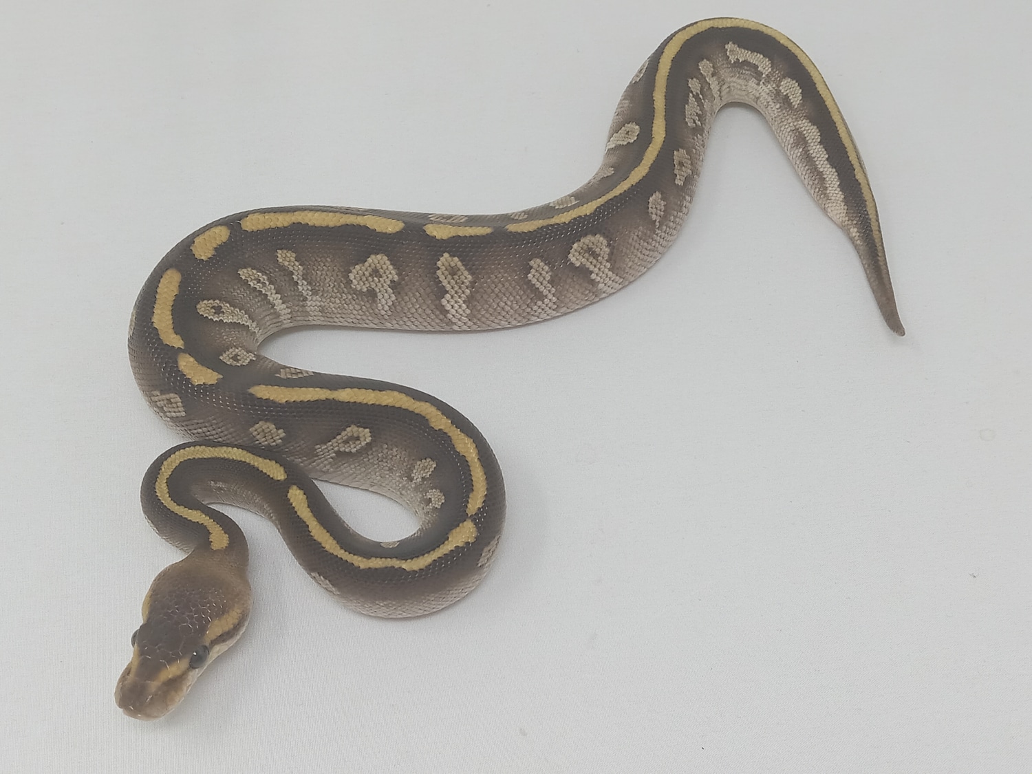Super Chocolate Mojave Cypress Ball Python by Mythical Exotics ...