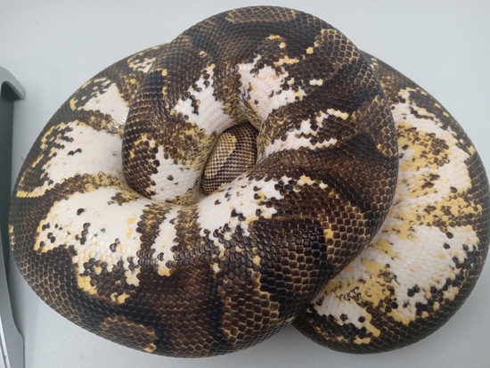 Enchi Yb Pastel Sugar Ball Python by Mythical Exotics