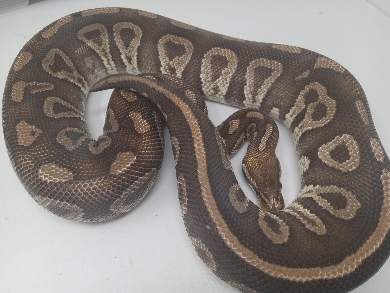 Pastave Sable Ball Python by Mythical Exotics - MorphMarket