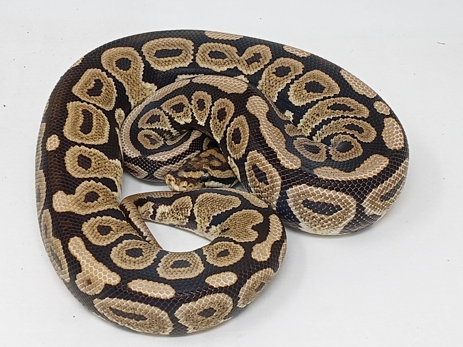 Hra Spotnose Het Clown Ball Python by Mythical Exotics - MorphMarket