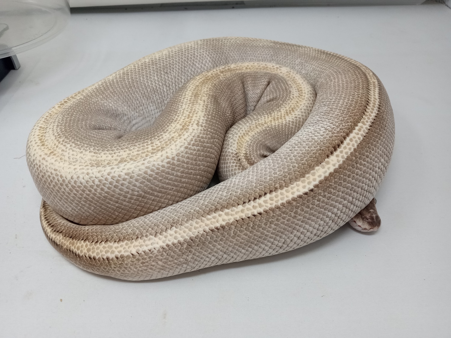 Purple Passion Ball Python by Mythical Exotics - MorphMarket
