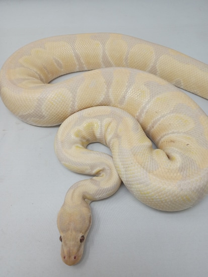 Lavender Ball Python by Mythical Exotics