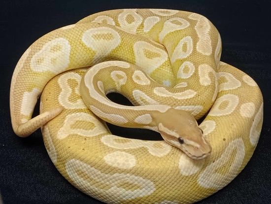 Banana Mystic Ball Python by Mythical Exotics