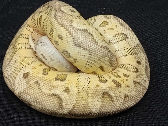Super Pastel Fire Clown Ball Python by Mythical Exotics