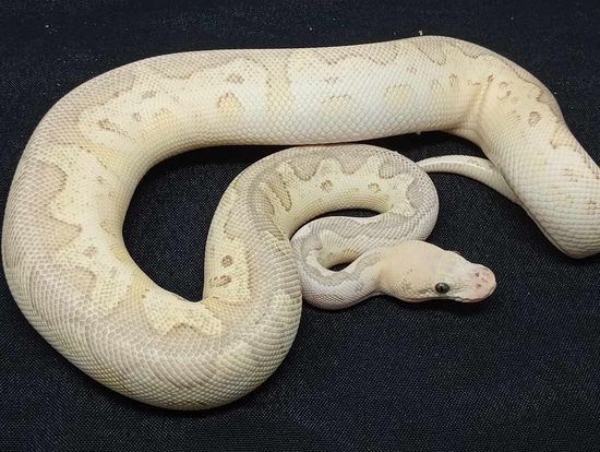 Super Pastel Lesser Fire Clown Ball Python by Mythical Exotics
