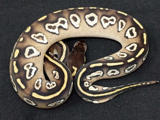 Black Head Mojave Trick Red Gene Ball Python by Mythical Exotics