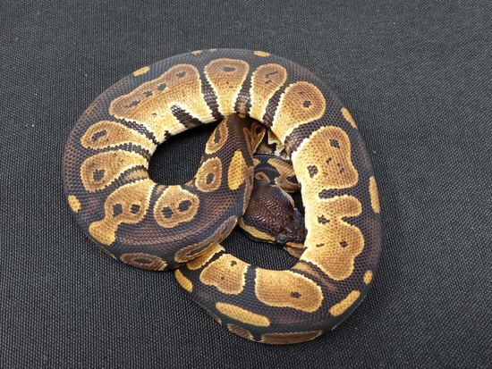Black Head Red Stripe Ball Python by Mythical Exotics