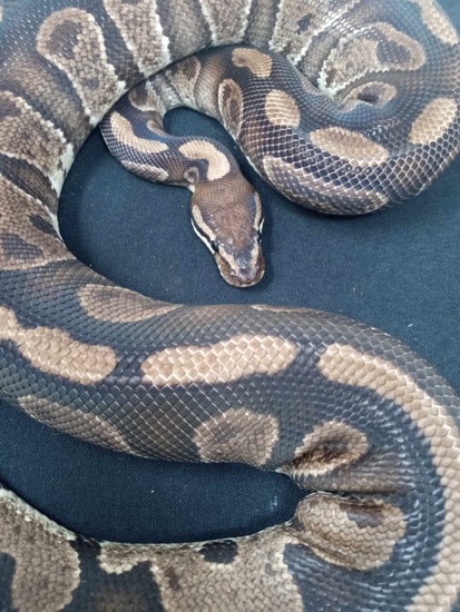 Sable Ball Python by Mythical Exotics