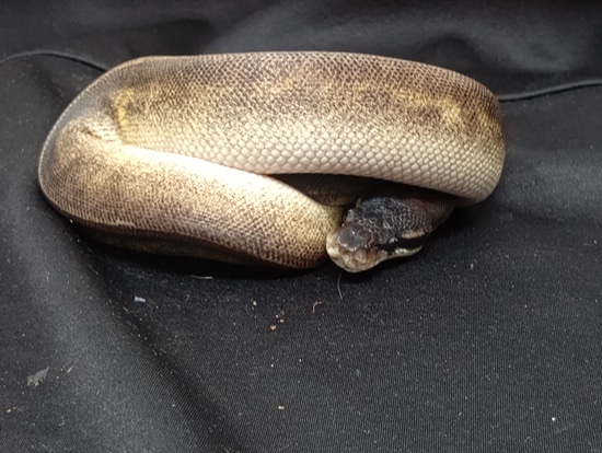 Super Black Head Pastel Phantom Red Gene Ringer Gene Ball Python by ...