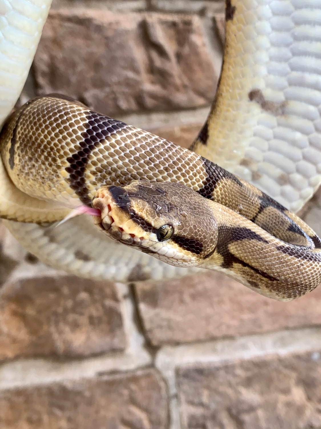 Leopard Spider Ball Python by Fireside Reptiles - MorphMarket