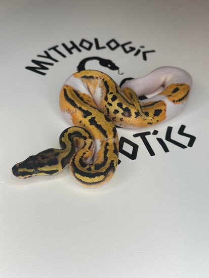 Pastel OD YB Leopard Pied Ball Python by Mythologic Exotics