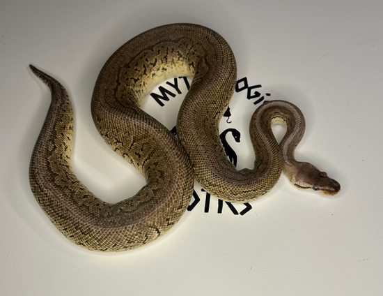 Black Pewter Leopard Pinstripe Ball Python by Mythologic Exotics