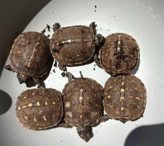3 Toed/ Eastern Hybrids Box Turtle by Mythological Reptiles