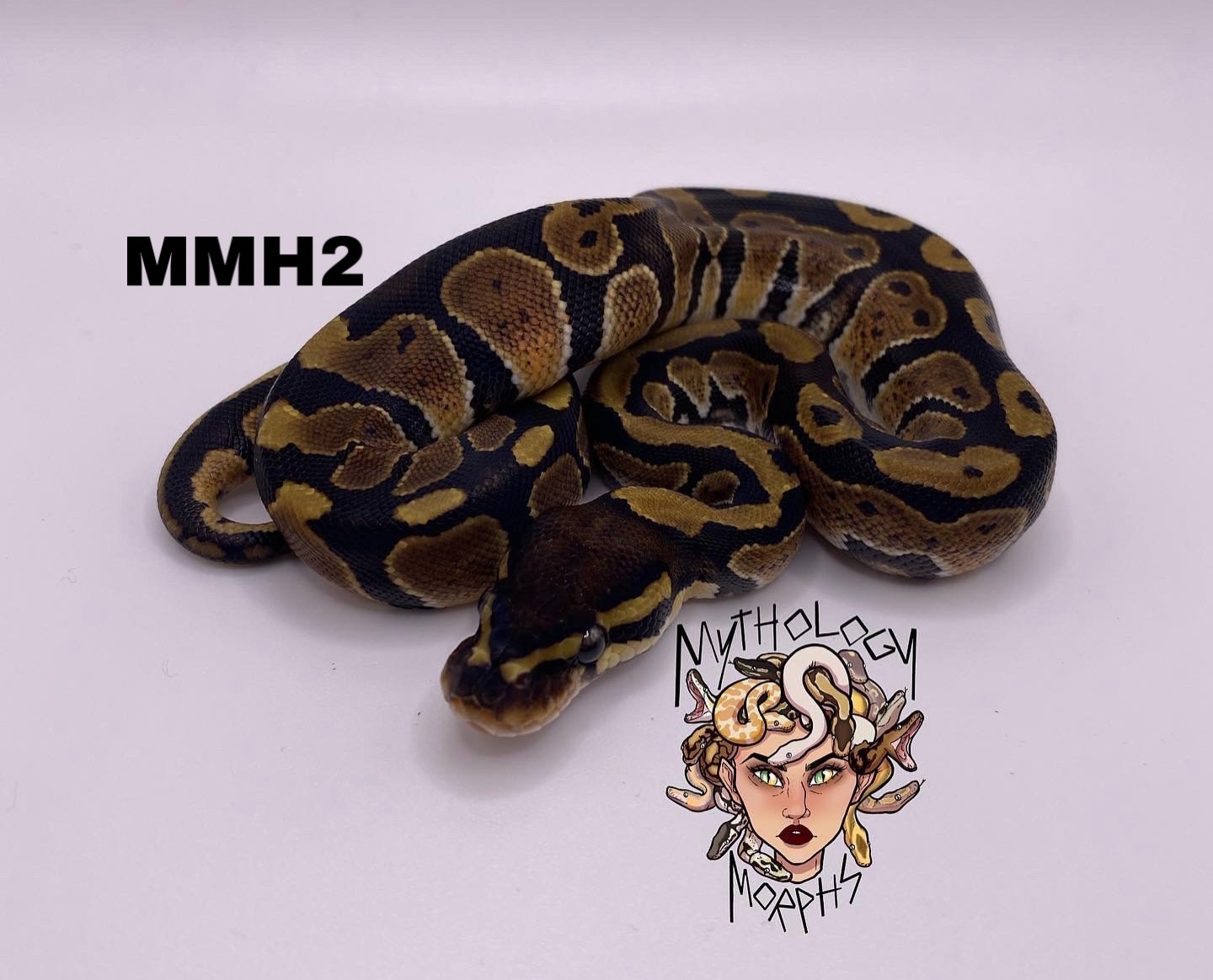 Normal Ball Python by Mythology Morphs - MorphMarket