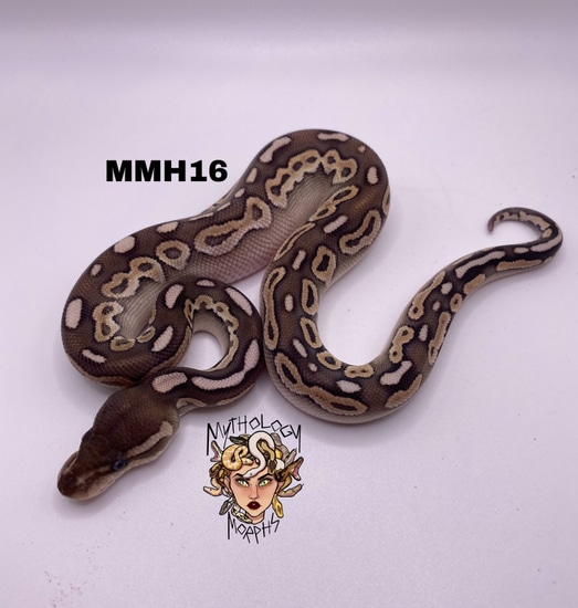 Pewter 100% Het Clown Ball Python by Mythology Morphs