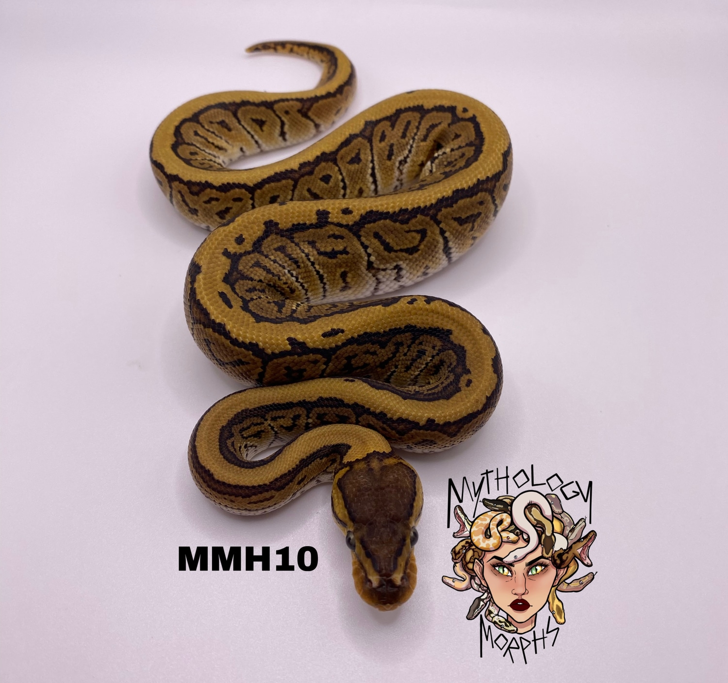 Mythology Morphs's Collection - MorphMarket