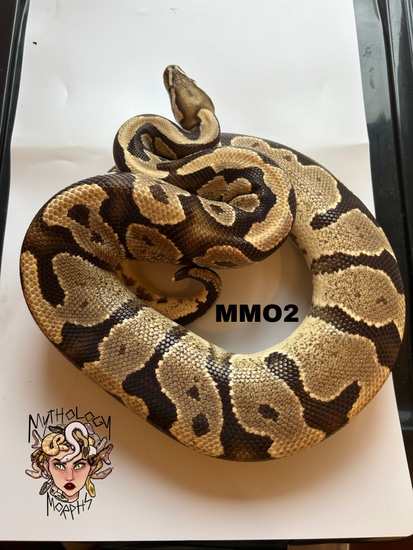 Fire Ball Python by Mythology Morphs