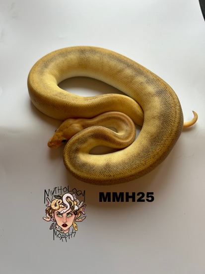 Champagne Pinstripe Ball Python by Mythology Morphs