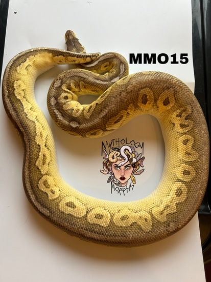 Pewter Lesser Ball Python by Mythology Morphs
