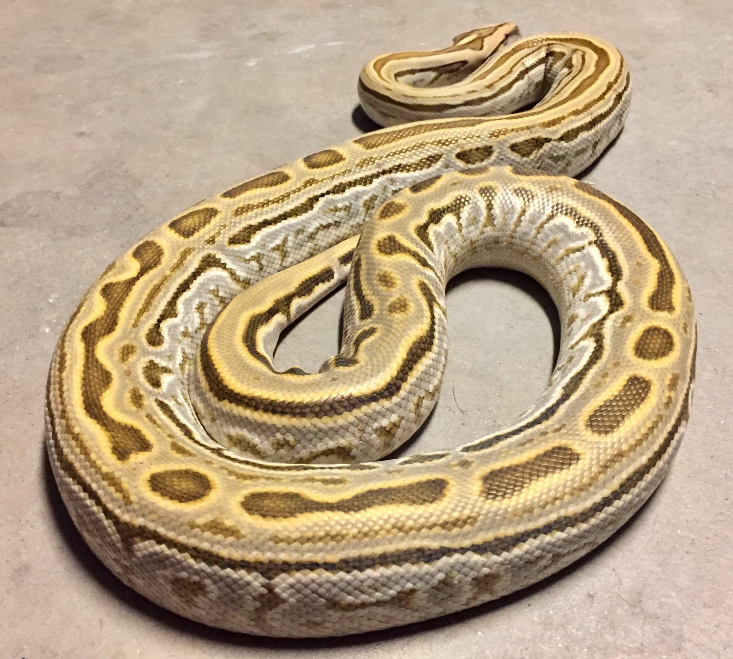 Hypo Labyrinth 66PH Albino Burmese Python by Ken Bergman Reptiles ...