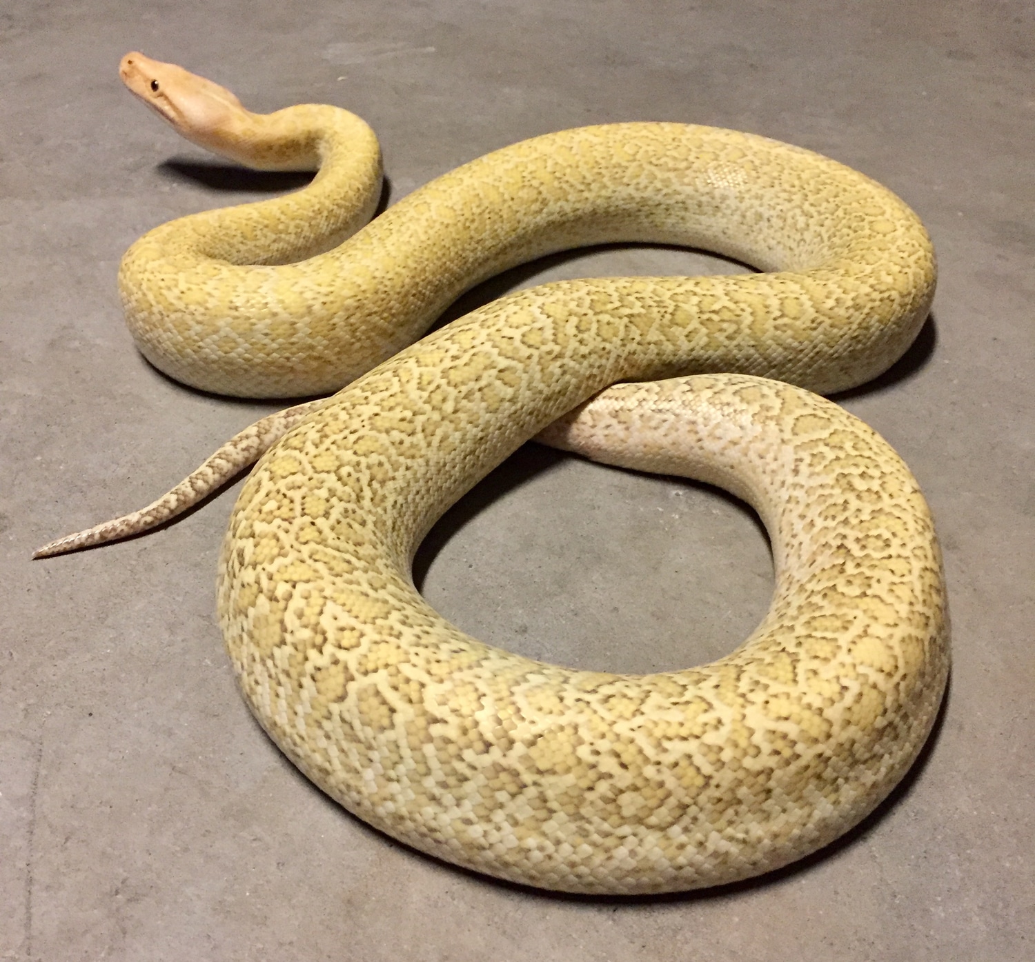 Hypo Granite 66PH Green Burmese Python by Ken Bergman Reptiles ...