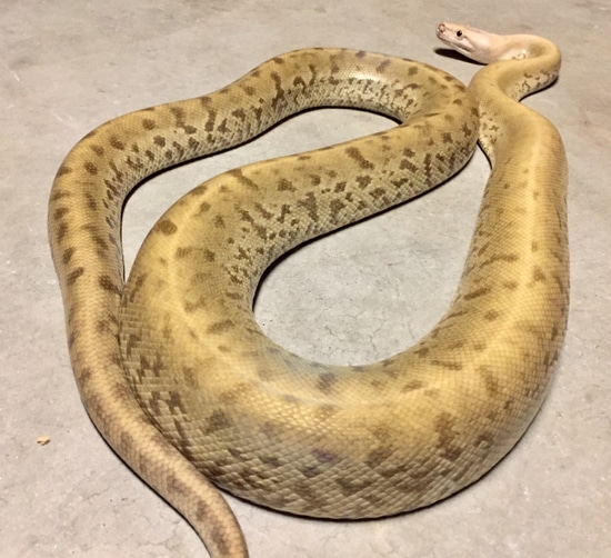 Green Granite 66PDH Caramel/Albino Burmese Python by Ken Bergman Reptiles