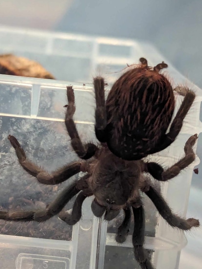 Tliltocatl Sabulosus (Guatemalan Red Rump) Tarantula by Myzticmoons ...