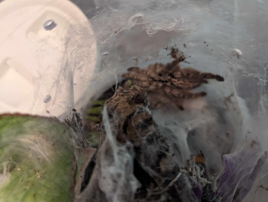 Heteroscodra Maculata (Togo Starburst Baboon) Tarantula by Myzticmoons ...