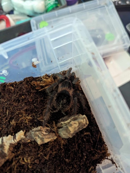 Lasiodora Parahybana (Salmon Pink Birdeater Tarantula) #2 by ...