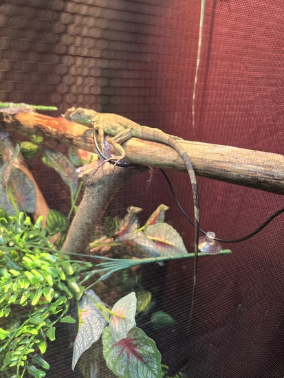 Red Morph Cost Is Less Than Shipping Green Iguana by Myzticmoons Tarantulas
