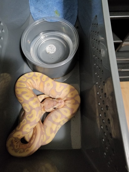 Banana Ball Python by Golden Noodles