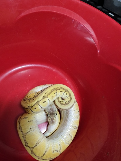Od Emperor Pinstripe Ball Python by Golden Noodles