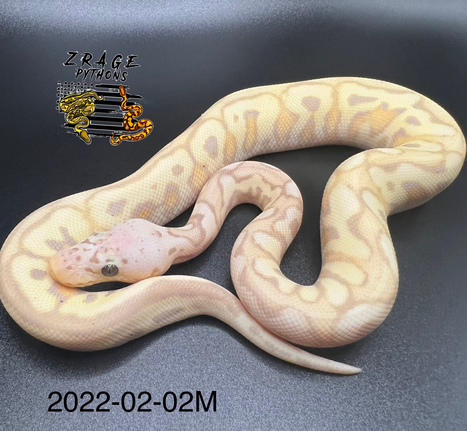 Pastel Spotnose Banana Clown Ball Python by Z Rage Pythons - MorphMarket