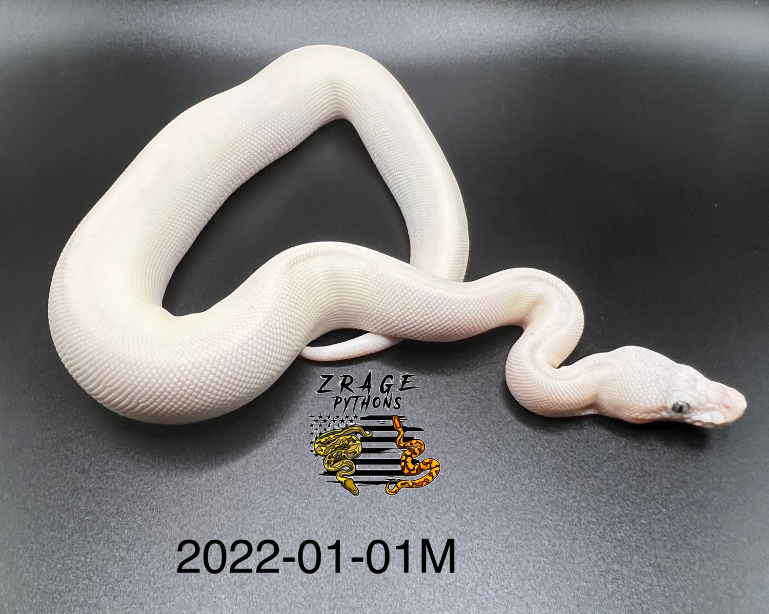 BEL (Lesser/Mojave) Ball Python by Z Rage Pythons - MorphMarket