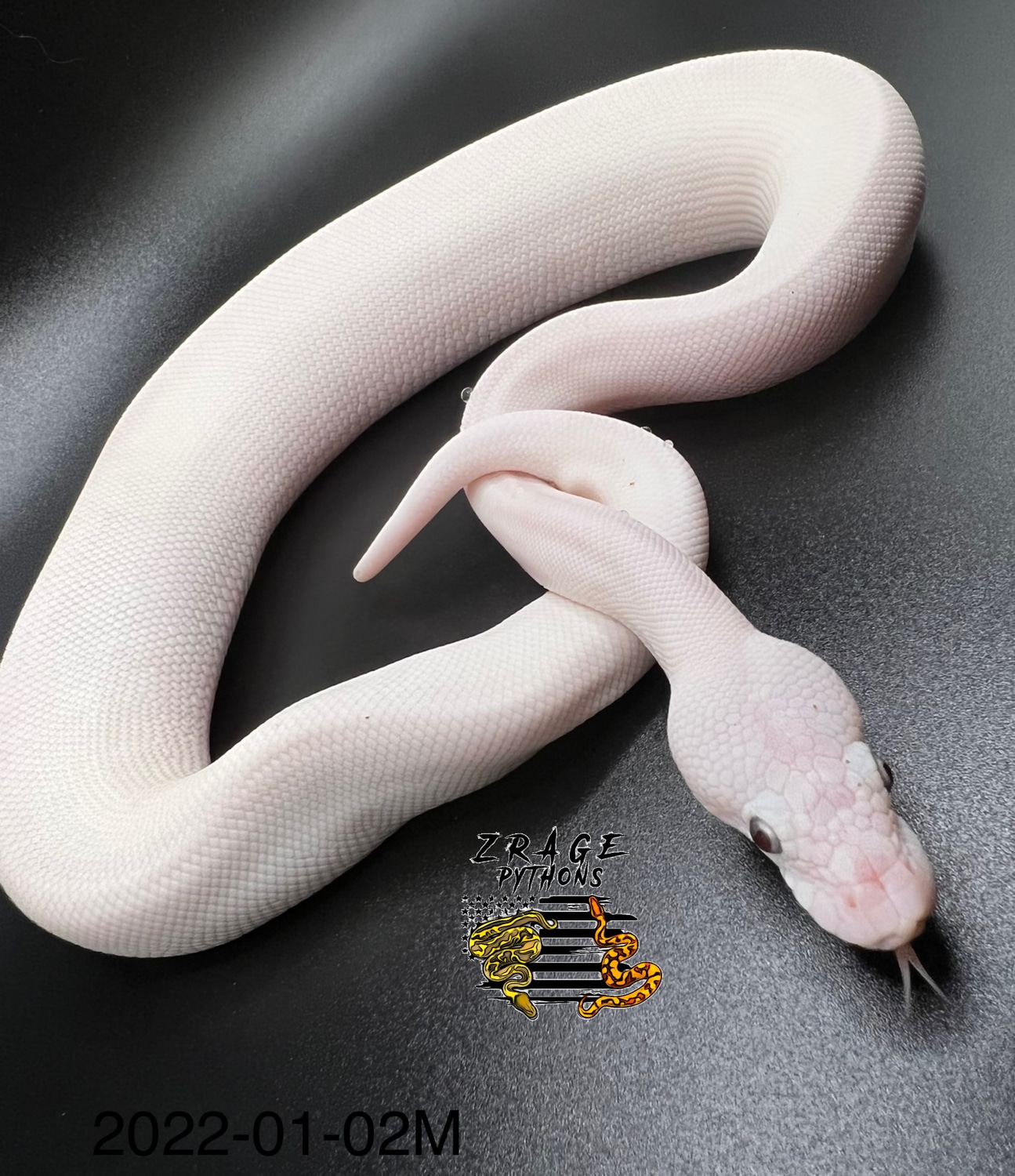 BEL (Lesser/Mojave)++ Ball Python by Z Rage Pythons - MorphMarket